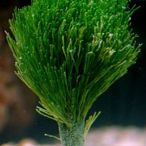 Shaving Brush Penicillus Sp. Macro Algae for Reef Saltwater Marine ...