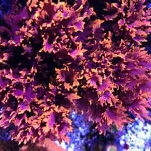 Dragon’s Breath Macroalgae-frag (halymenia Durvillei) Premium Macro From Shore Aquatic - Etsy