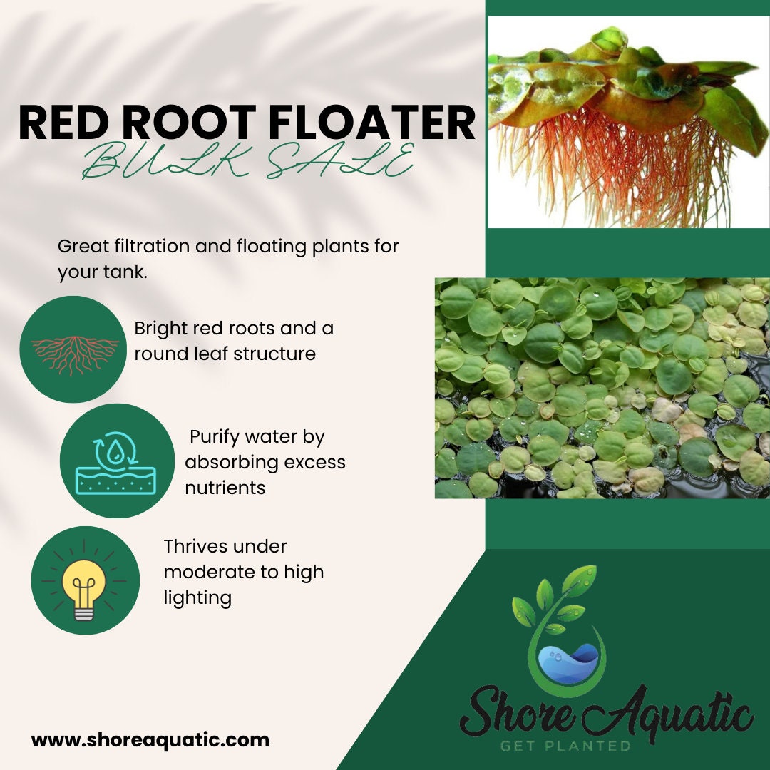 Bulk Special! Red Root Floaters - Lush Floating Aquatic Plant - 3/6/9 ...
