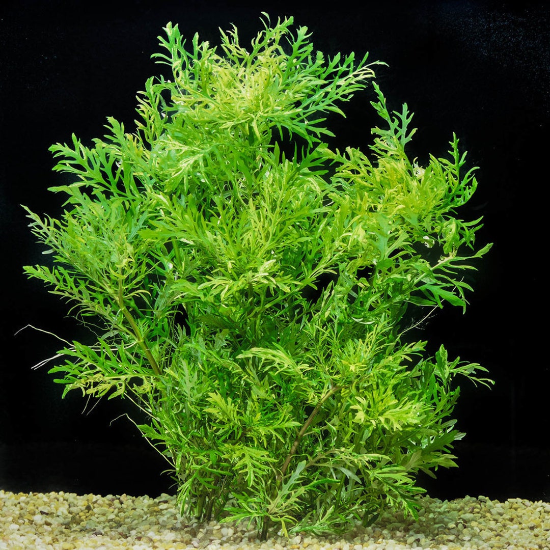 Buy 2 Get 1 Free | Water Wisteria (hygrophila Difformis) | - Live ...