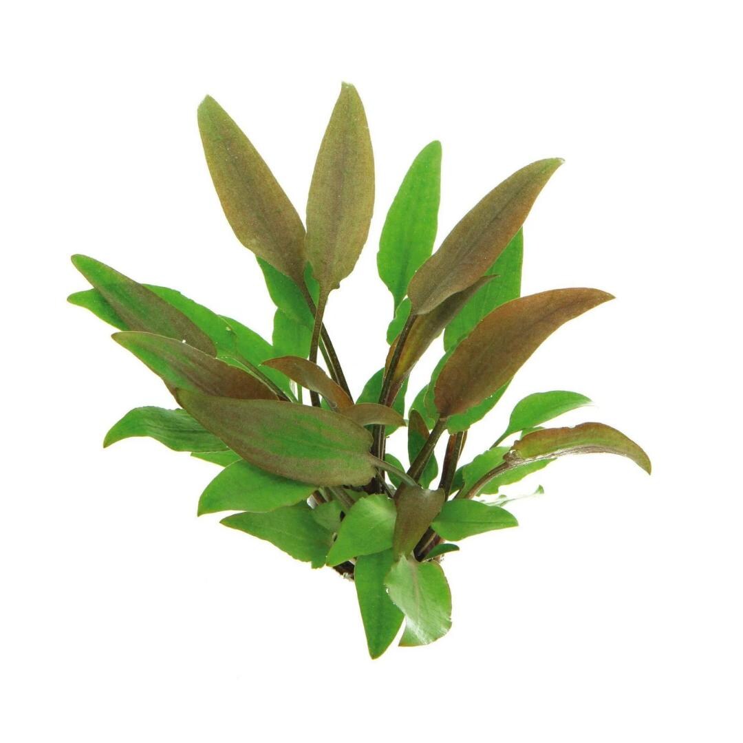 Cryptocoryne Lutea - A Lush, Low-maintenance Aquatic Plant - Perfect ...