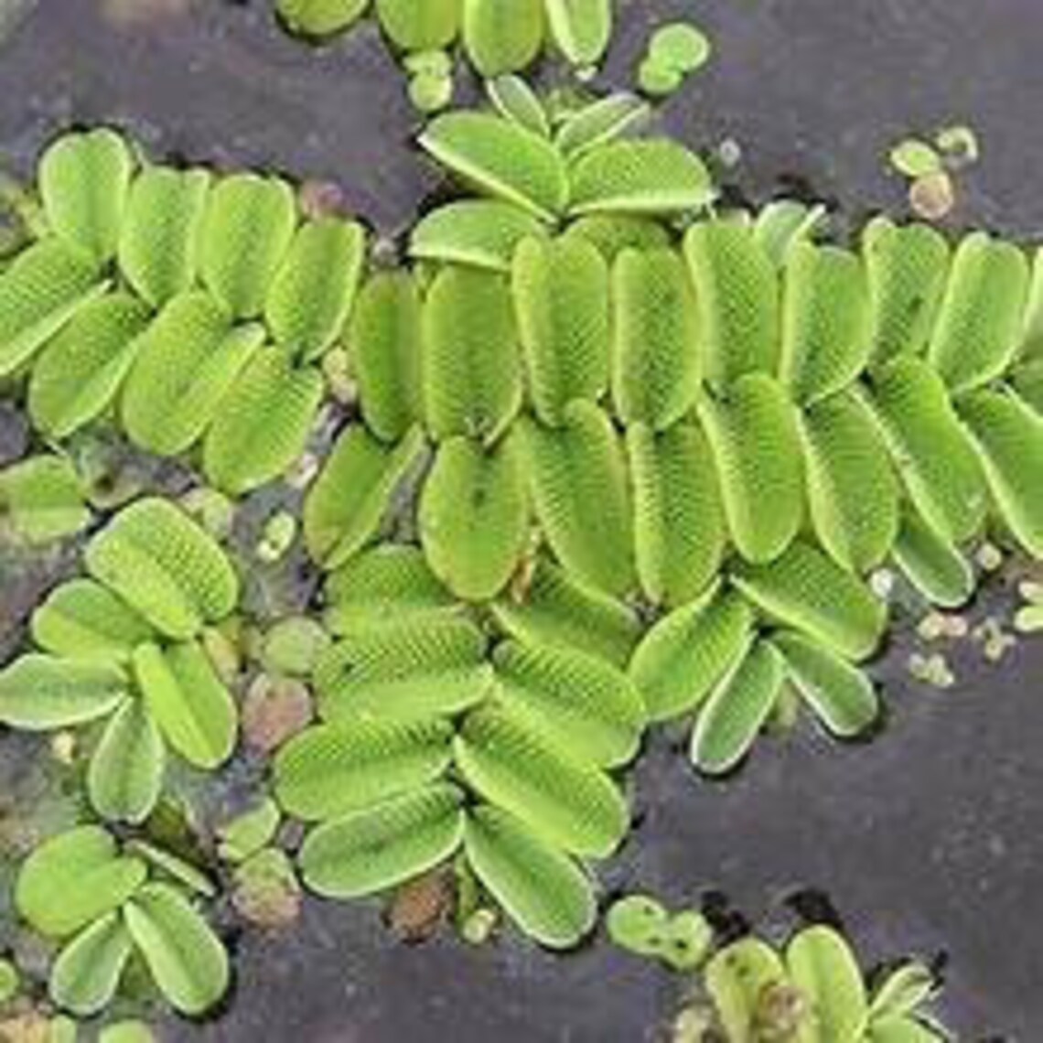 24 Water Spangles (salvinia Minima): Live Floating Aquarium Plant - Etsy