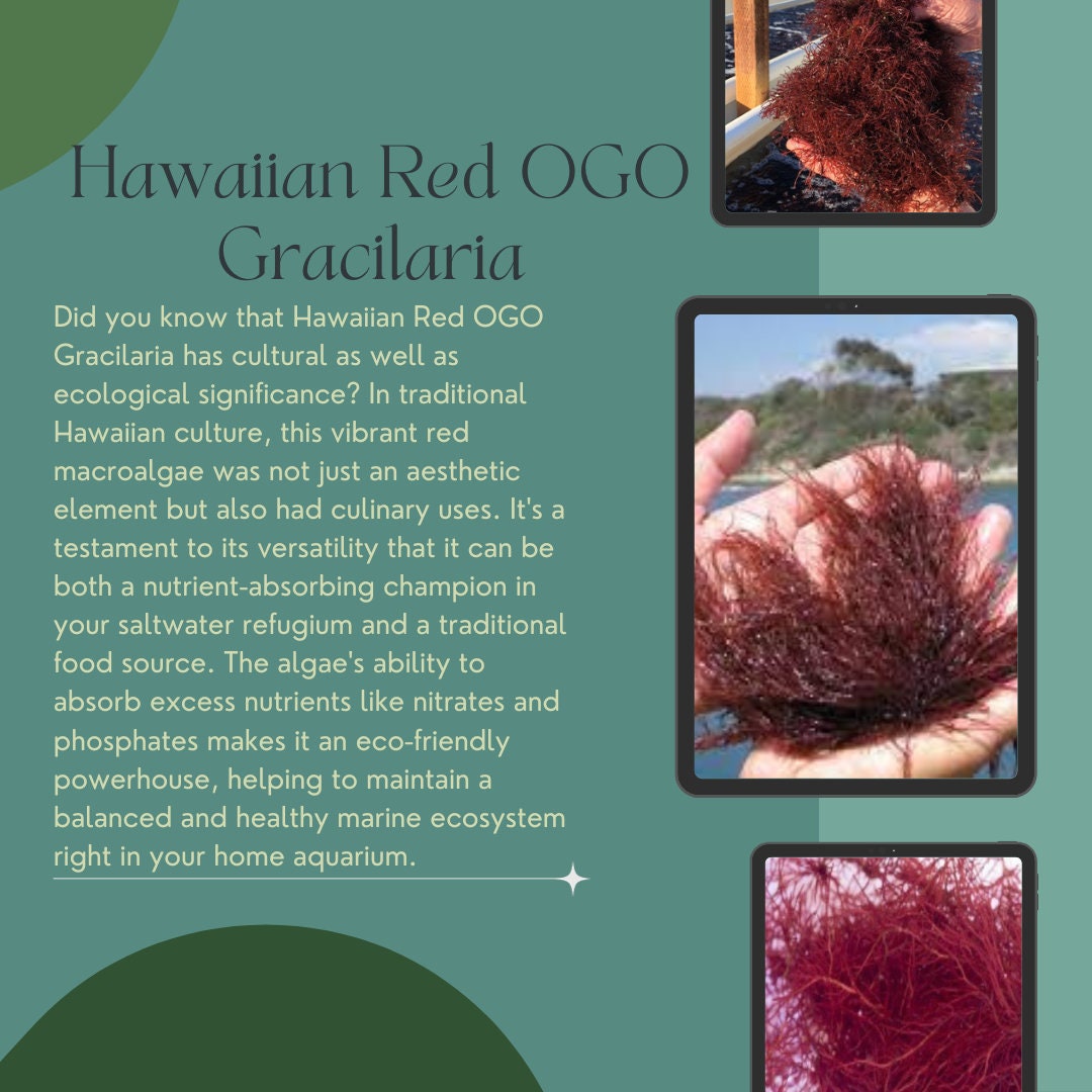 Hawaiian Red OGO Gracilaria: Saltwater Refugium Macroalgae - Etsy