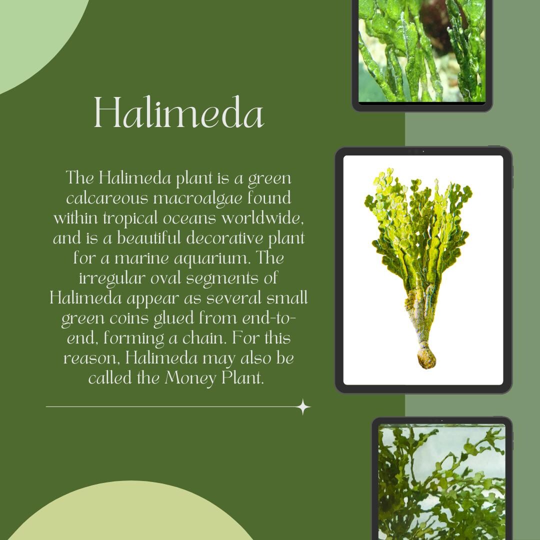 Halimeda Plant (halimeda Sp.) Premium Saltwater Aquarium Plant - Etsy