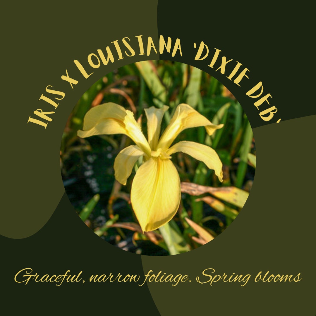 Shore Aquatic Dixie Deb Iris: Hardy Yellow Louisiana Iris for Water ...
