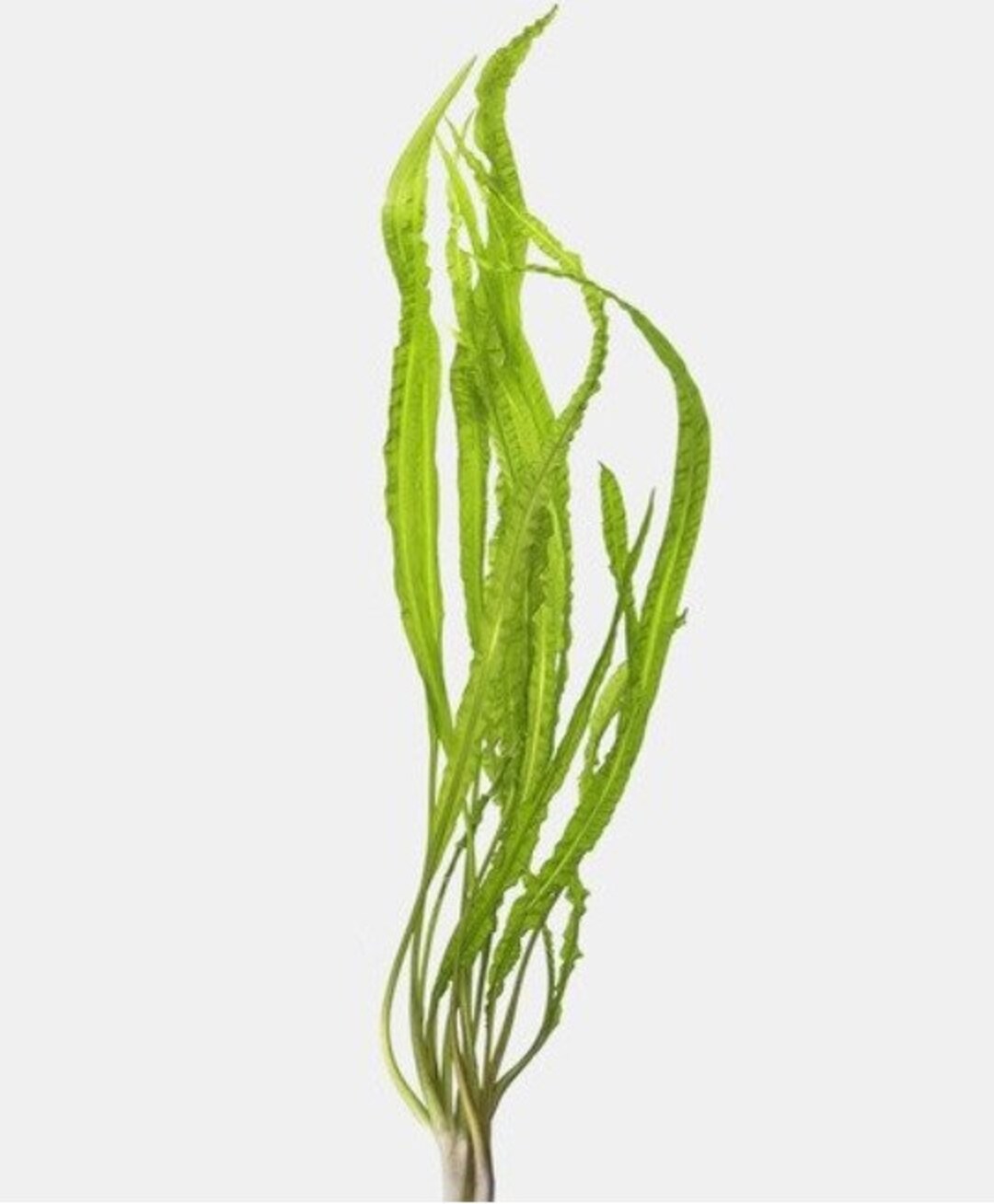 Cryptocoryne Balansae Bare Root - Live Aquarium Plant Buy 2 Get 1 Free ...