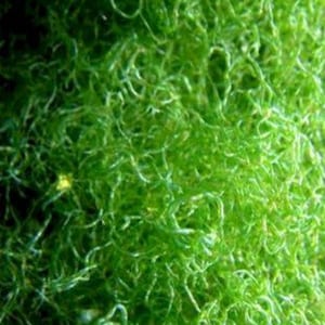 Premium Chaeto Macro Algae - Clean, Pest-free, Aquacultured - Ideal for ...