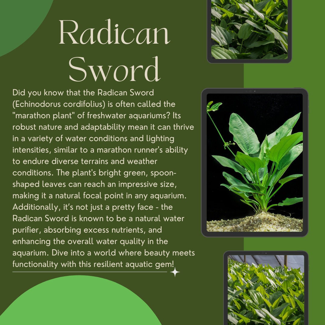 Radican Sword: Bright Green Beginner-friendly Aquatic Plant - Etsy