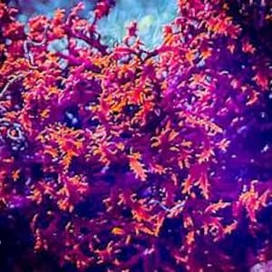 Dragon’s Breath Macroalgae-frag (halymenia Durvillei) Premium Macro From Shore Aquatic - Etsy