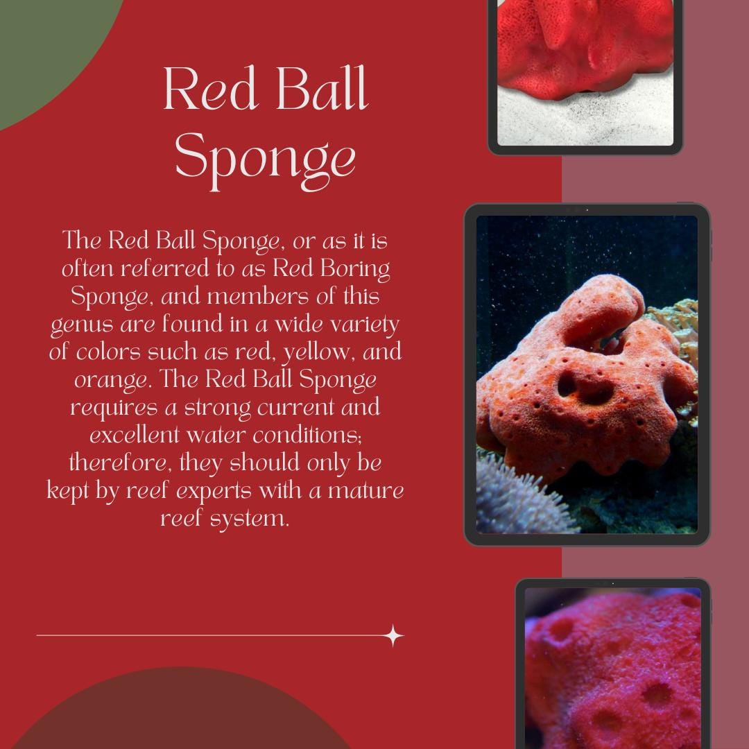 Red Ball Sponge (dragmacidon Lunaecharta)- Shore Aquatic Premium Clean ...
