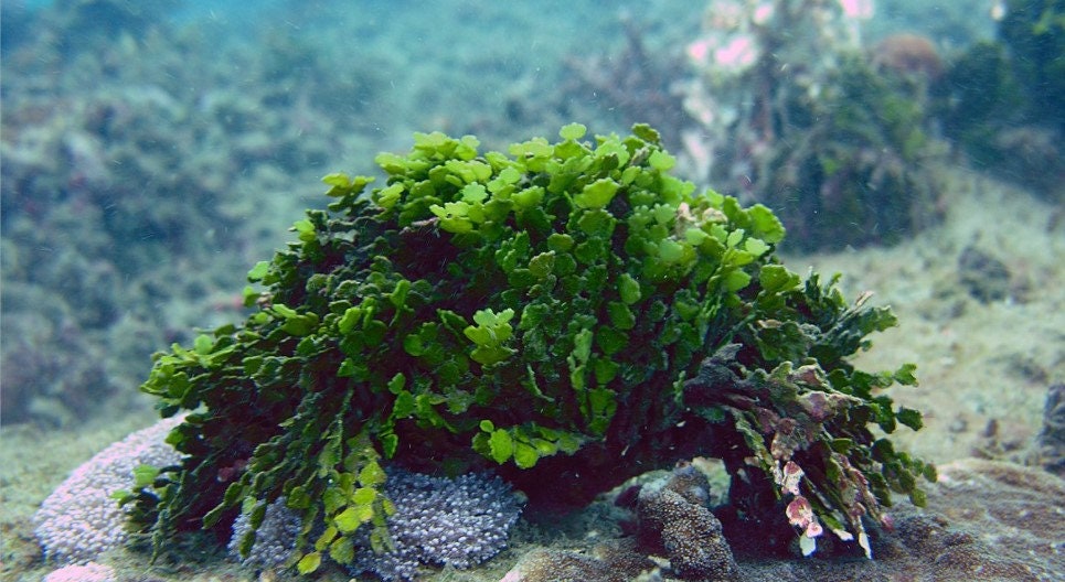 Halimeda Macro Algae for Saltwater Reef Marine Seahorse | Etsy