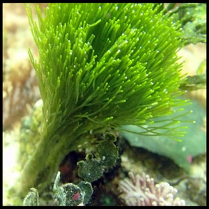 Shaving Brush Penicillus Sp. Macro Algae for Reef Saltwater Marine ...