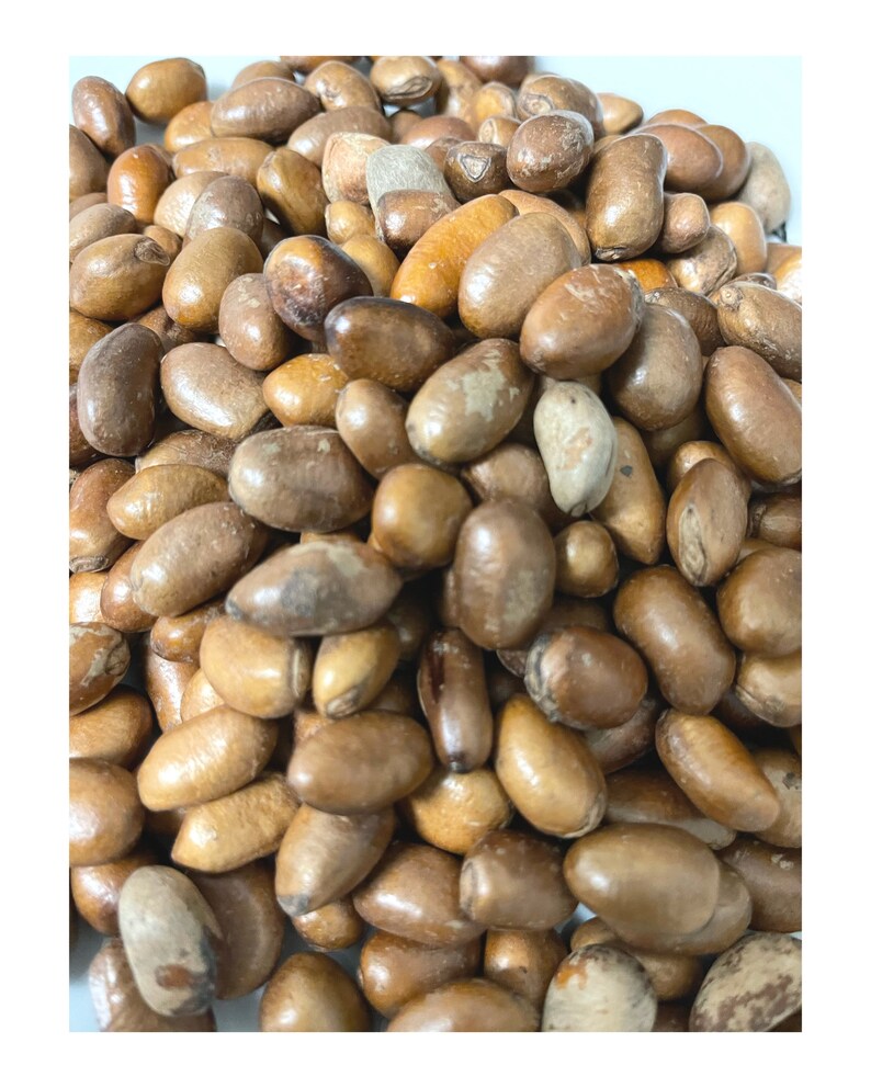 Peppersoup Spice. Ereh . Ehuru. African Calabash Nutmeg - Etsy