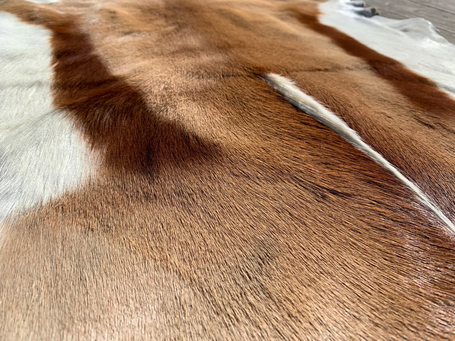 Tanned Springbok Skin Genuine Large Size Antelope Skin - Etsy