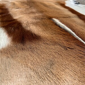 Tanned Springbok Skin , Genuine Large Size Antelope Skin , Taxidermy ...