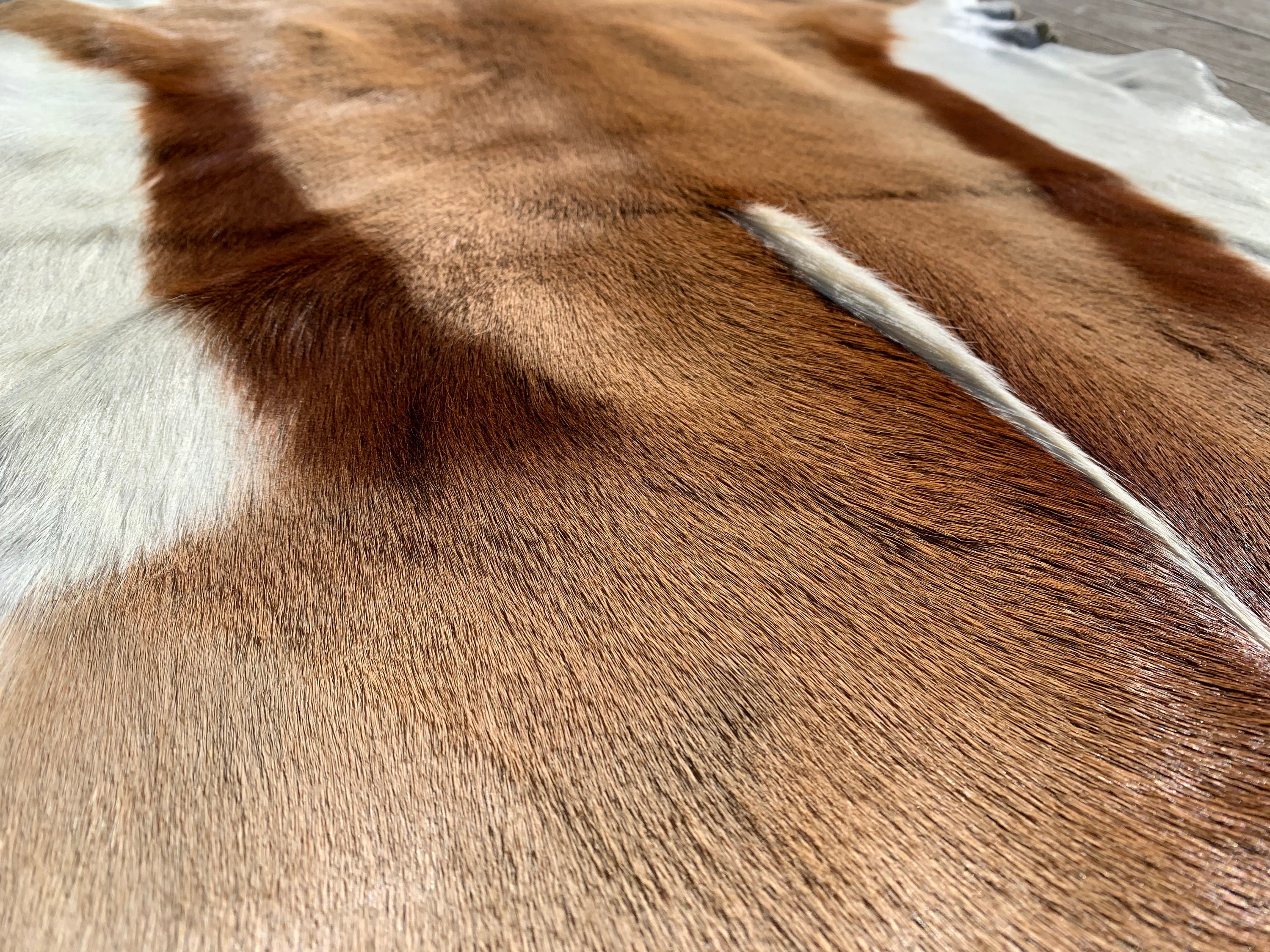 Tanned Springbok Skin Genuine Large Size Antelope Skin - Etsy