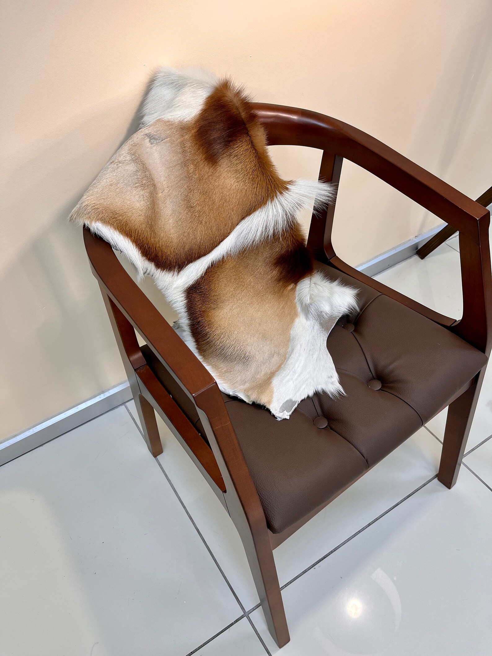 Springbok Skin Natural Springbok Skin XXL Size Tanned - Etsy