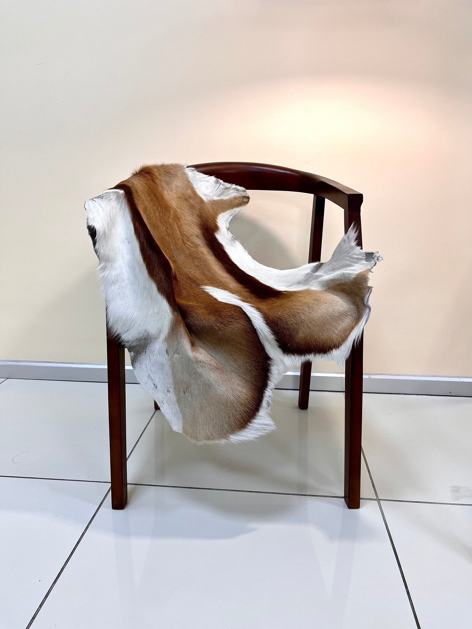 Springbok Skin Natural Springbok Skin XXL Size Tanned Springbok Hide ...