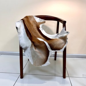 Springbok Skin Natural Springbok Skin XXL Size Tanned Springbok Hide ...