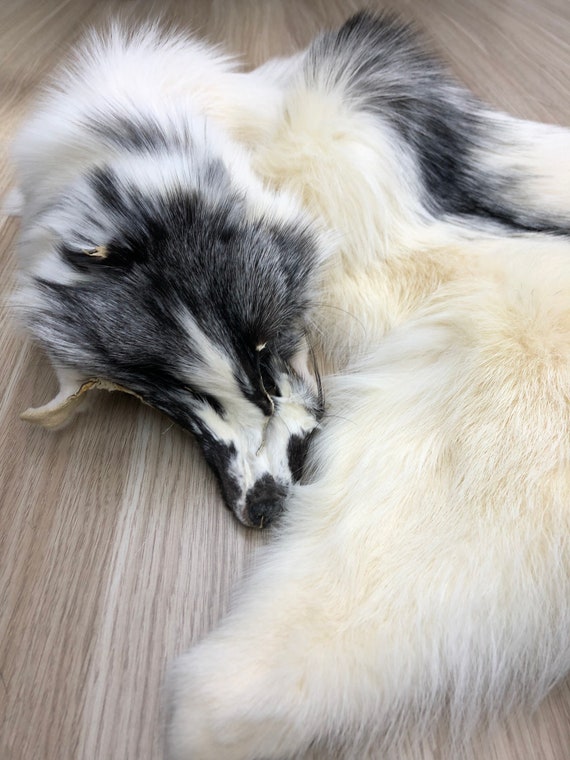 Canadian Marble Fox As A Pet