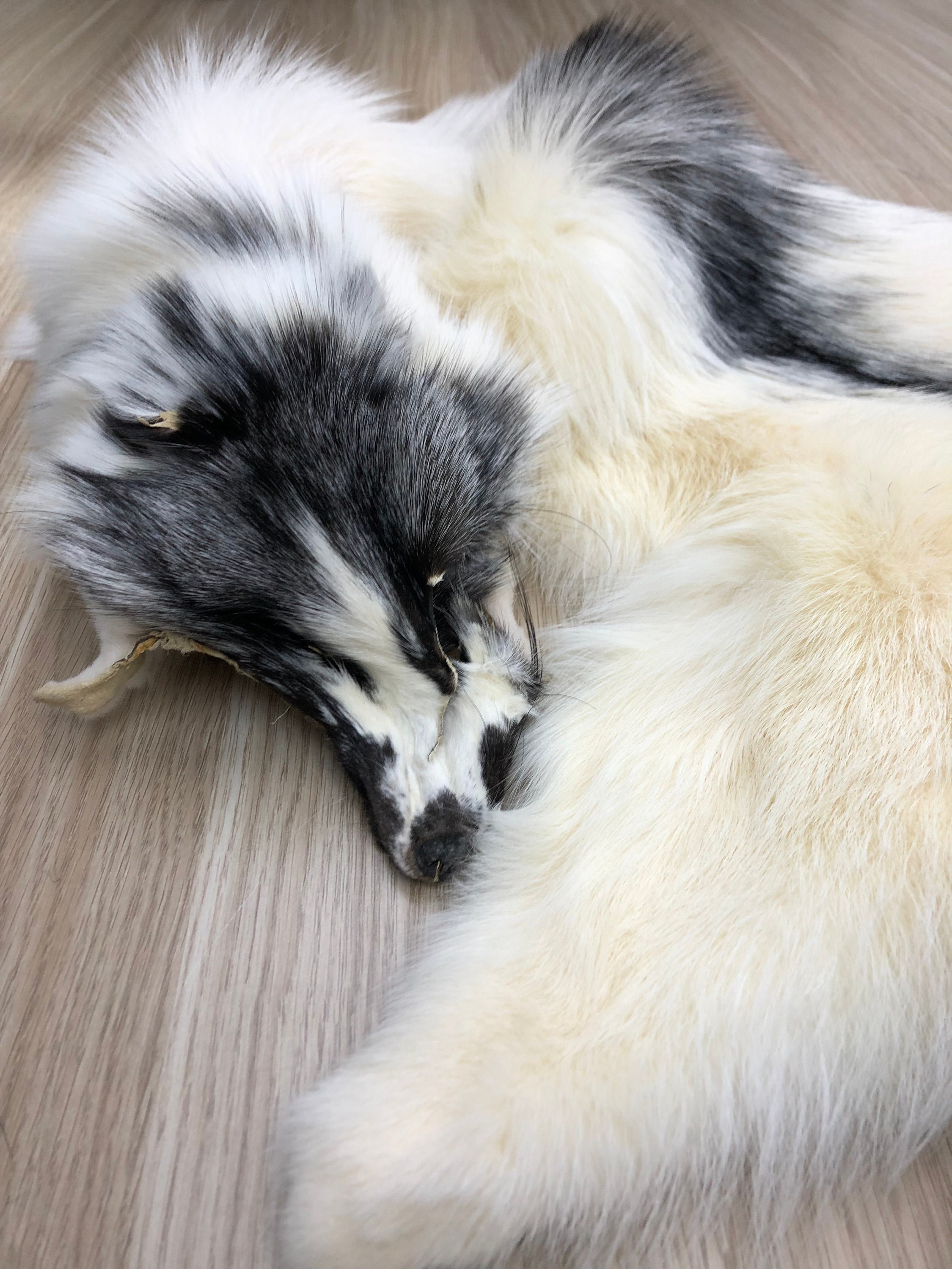 Arctic Marble Fox Pet