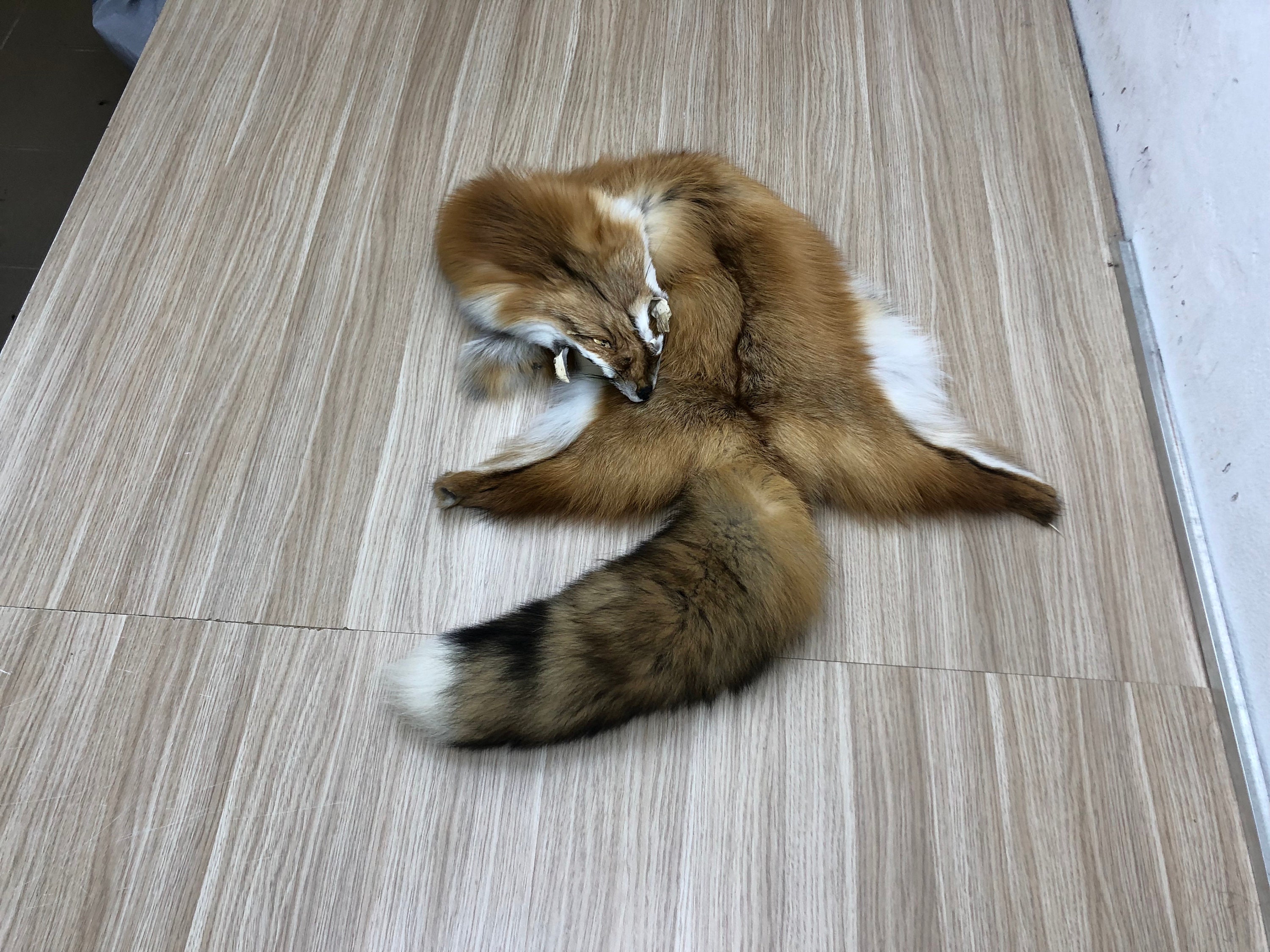 Real Luxury Fox Pelt , Red Fox Pelt ,genuine Fox Pelt , 100% Red Fox ...