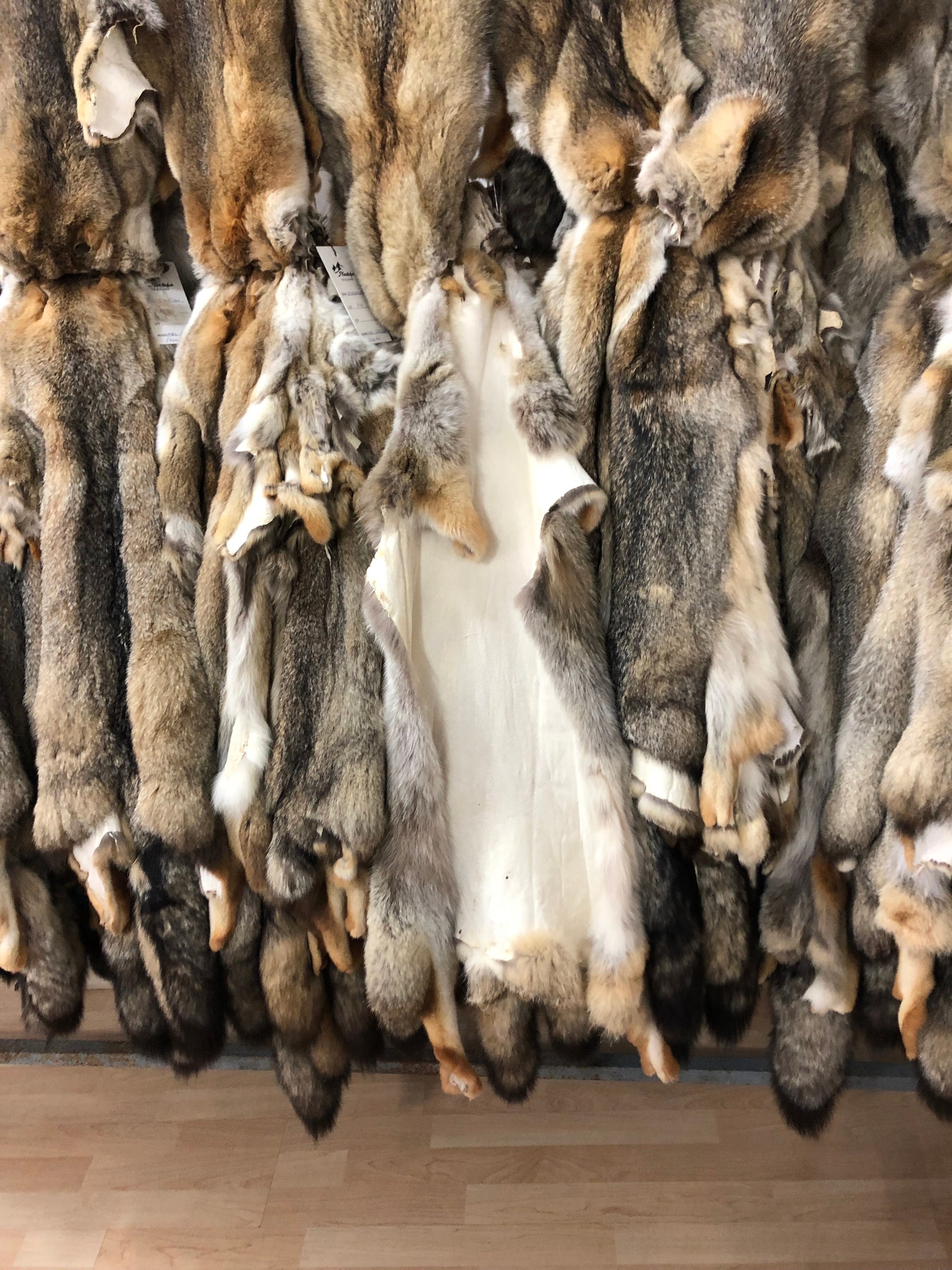 Real Coyote Fur Pelt Genuine Natural Coyote Fur Pelt Coyote | Etsy