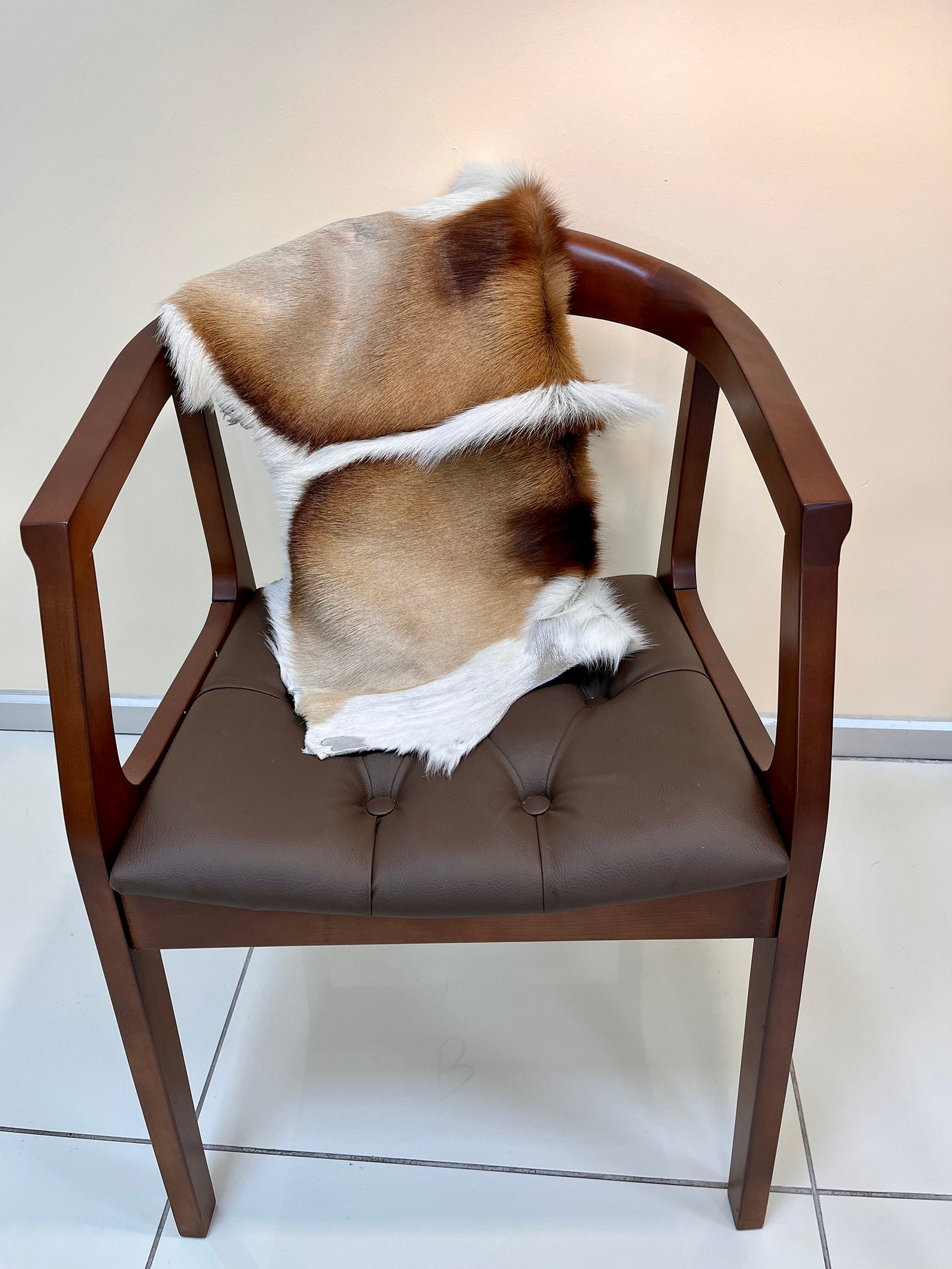 Springbok Skin Natural Springbok Skin XXL Size Tanned Springbok Hide ...