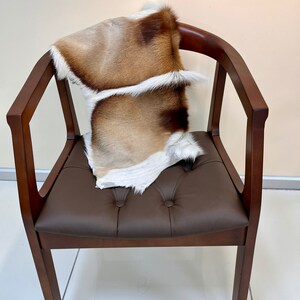 Springbok Skin Natural Springbok Skin XXL Size Tanned Springbok Hide ...