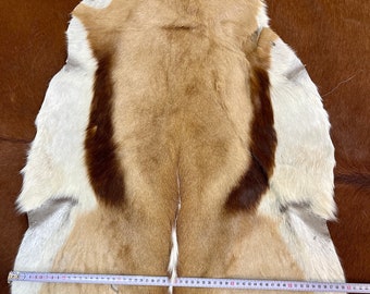 Real Springbok Pelt - Etsy