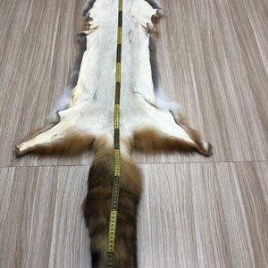 Real Luxury Fox Pelt , Red Fox Pelt ,genuine Fox Pelt , 100% Red Fox ...