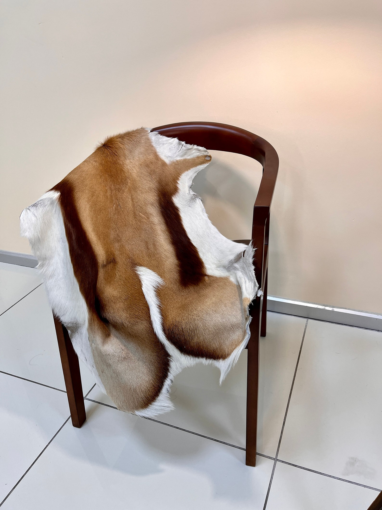 Springbok Skin Natural Springbok Skin XXL Size Tanned - Etsy