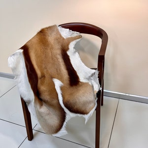Springbok Skin Natural Springbok Skin XXL Size Tanned Springbok Hide ...