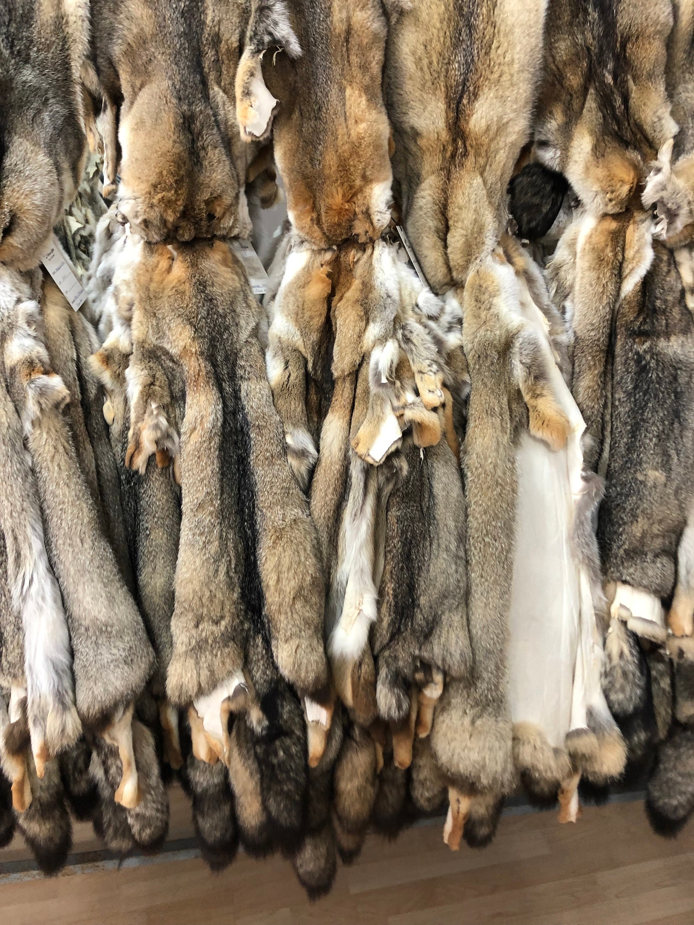 Real Coyote Fur Pelt Genuine Natural Coyote Fur Pelt Coyote | Etsy