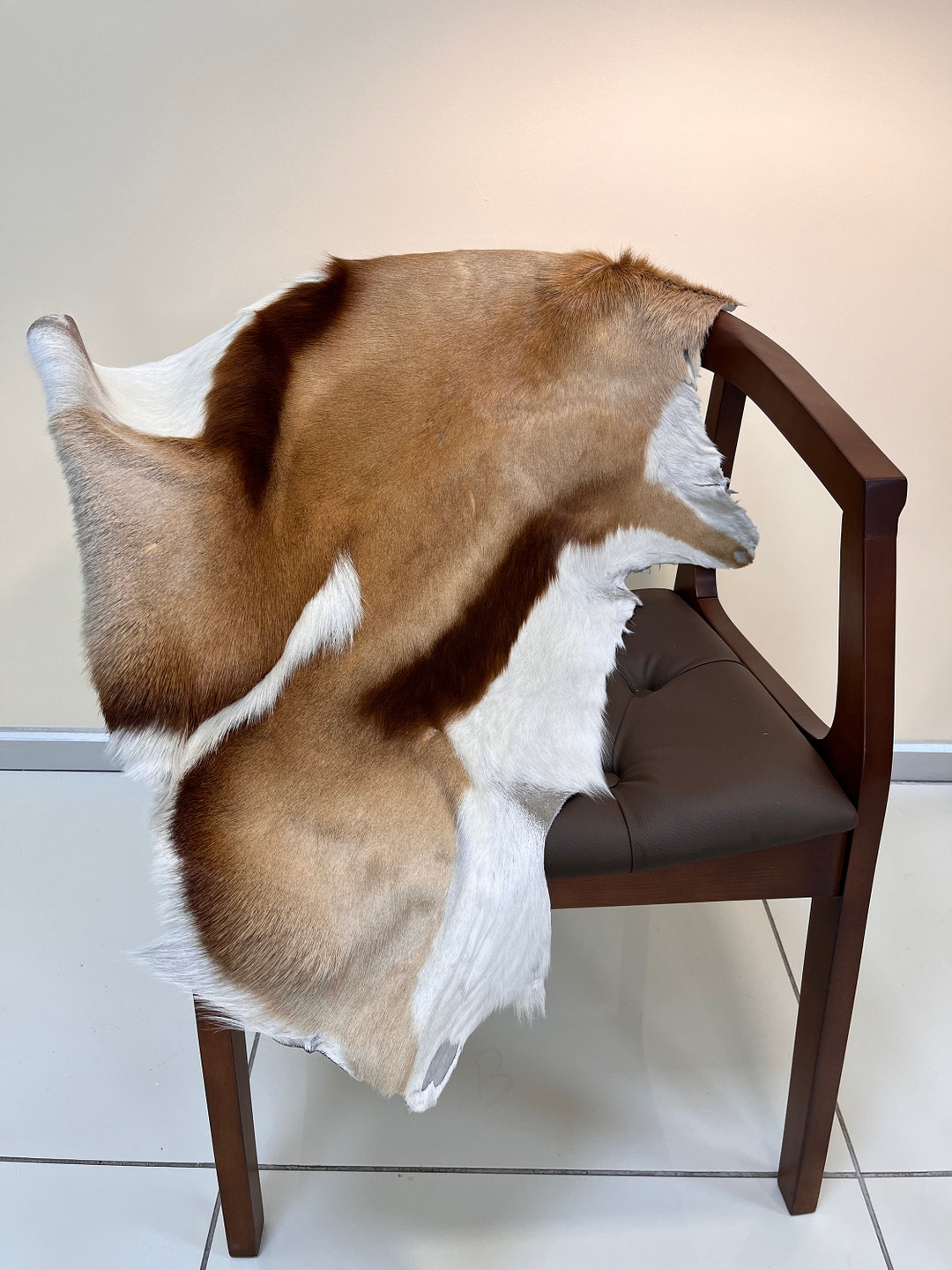 Springbok Skin Natural Springbok Skin XXL Size Tanned Springbok Hide ...
