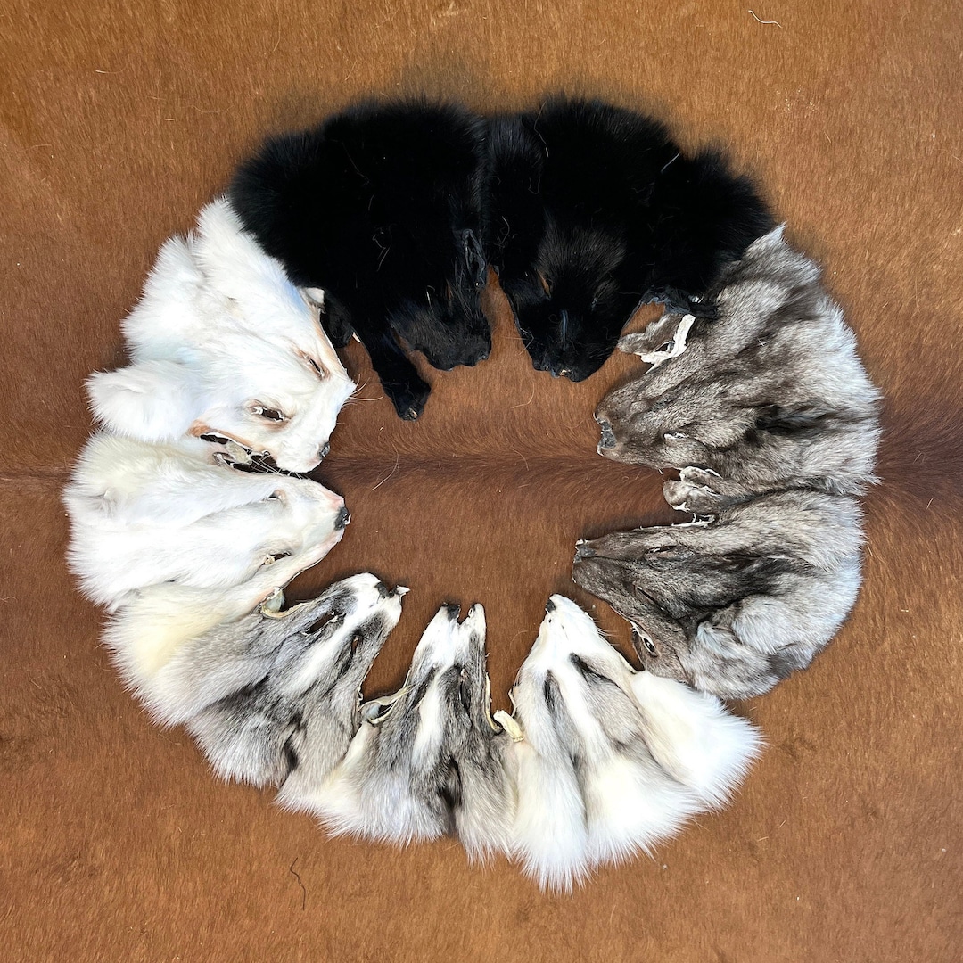 Real Fox Head Fur, White Fox Head, Fox Heads for Taxidermy, Black Fox ...