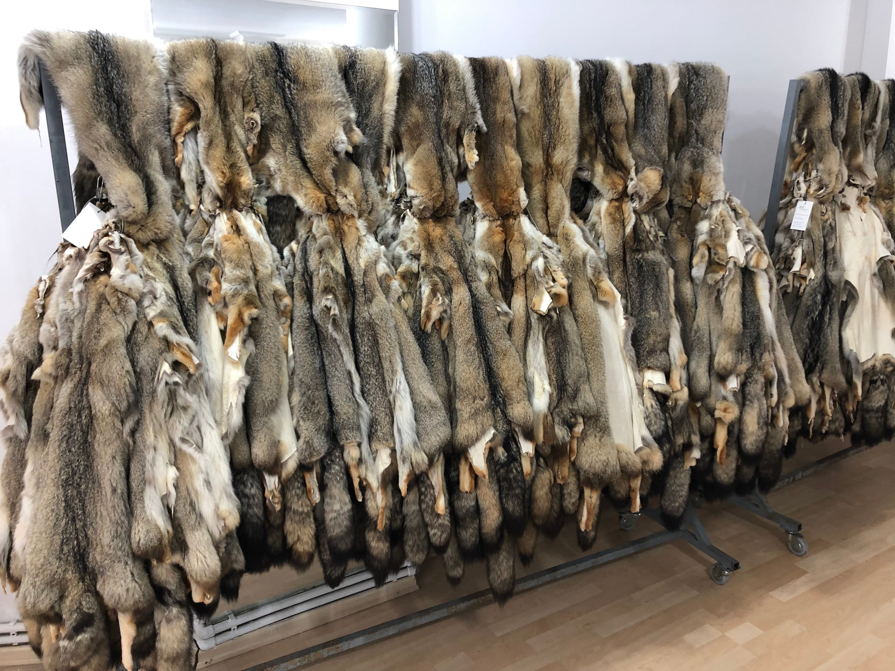 Real Coyote Fur Pelt Genuine Natural Coyote Fur Pelt Coyote | Etsy