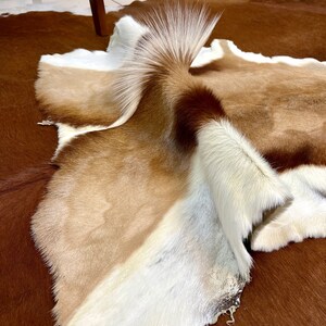 Tanned Springbok Skin , Genuine Large Size Antelope Skin , Taxidermy ...