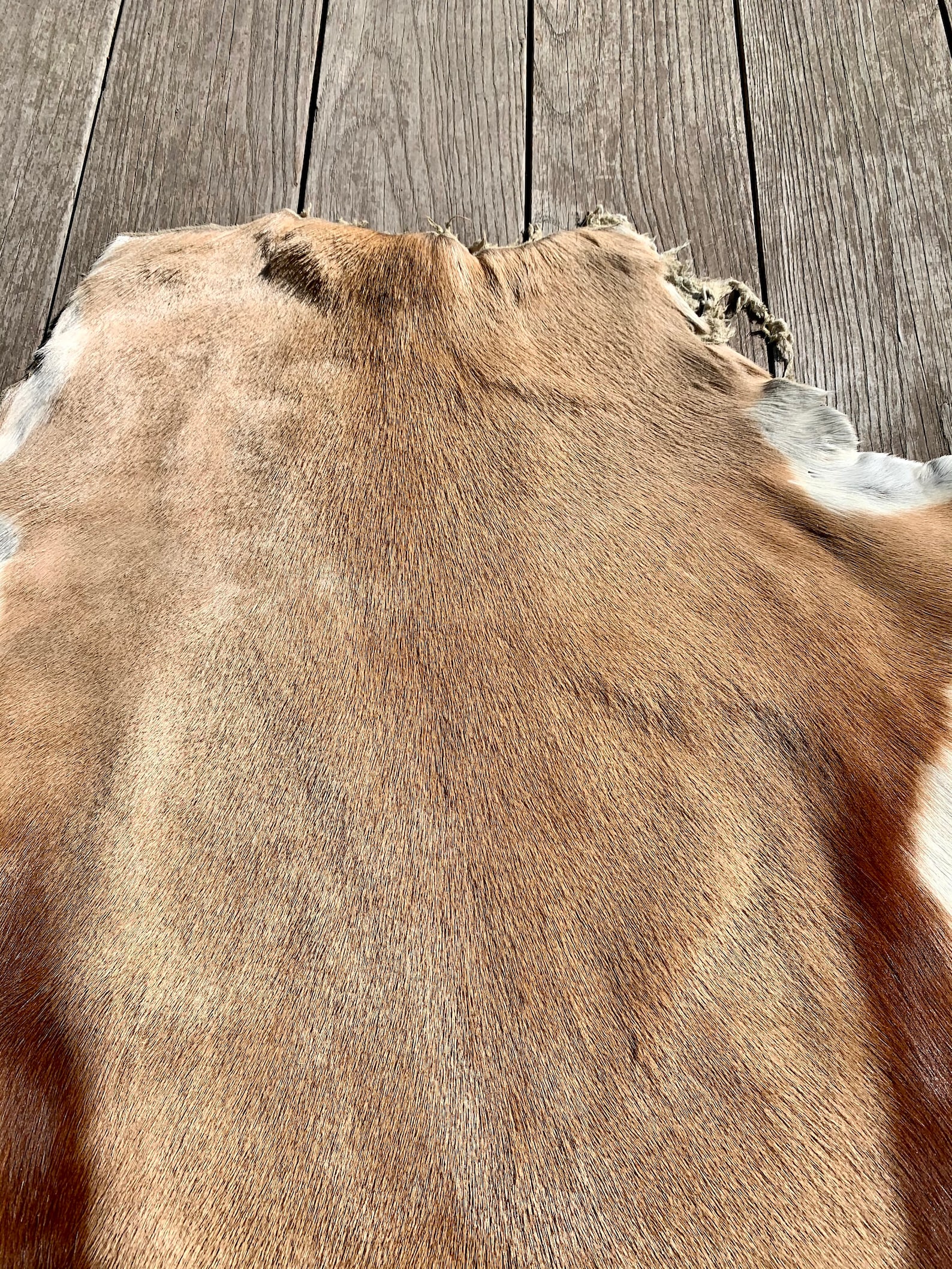 Tanned Springbok Skin Genuine Large Size Antelope Skin - Etsy