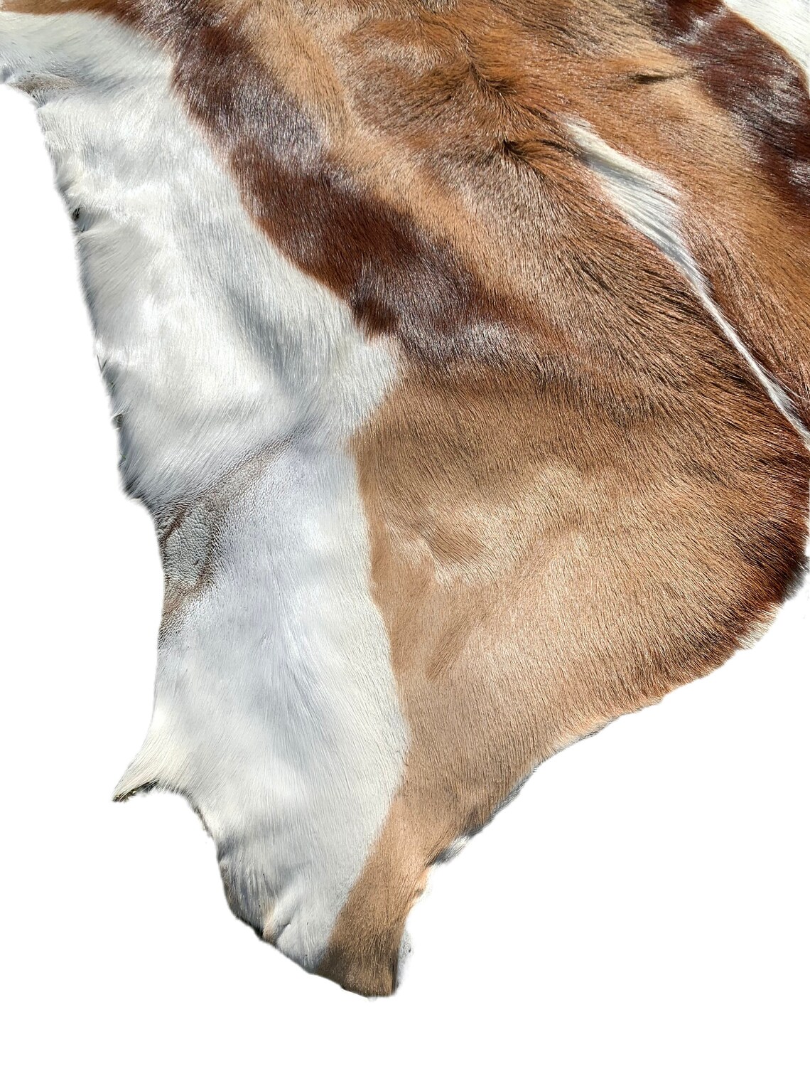 Springbok Fur Home Decor Throw Fur Antelope Deer Hide Genuine | Etsy