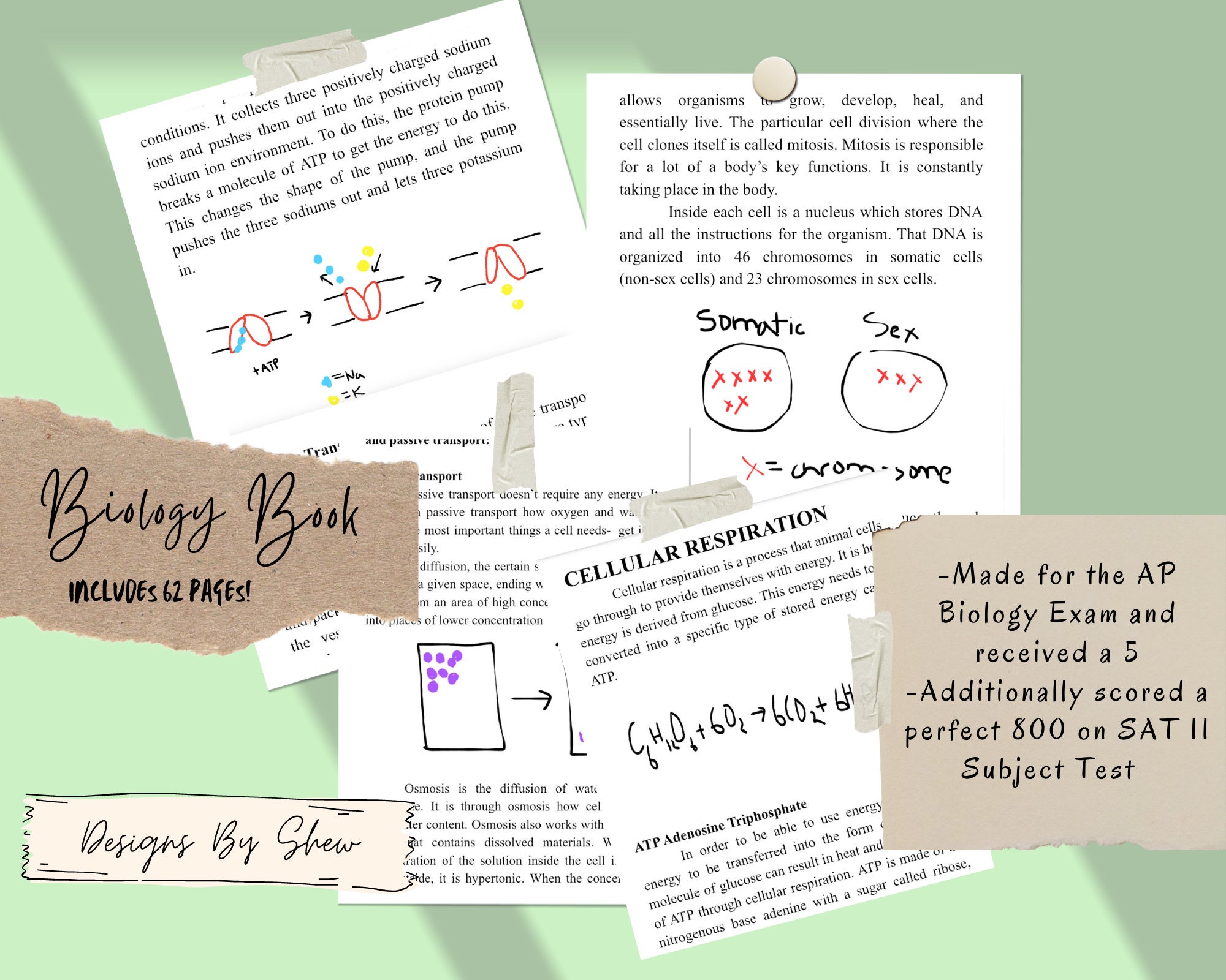 Biology Notes 62 Pages College Study Guide Advanced - Etsy