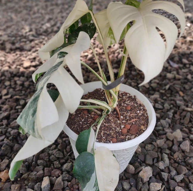 Monstera White Tiger Albo Highly Variegated Rooted Nodes Top Rare ...