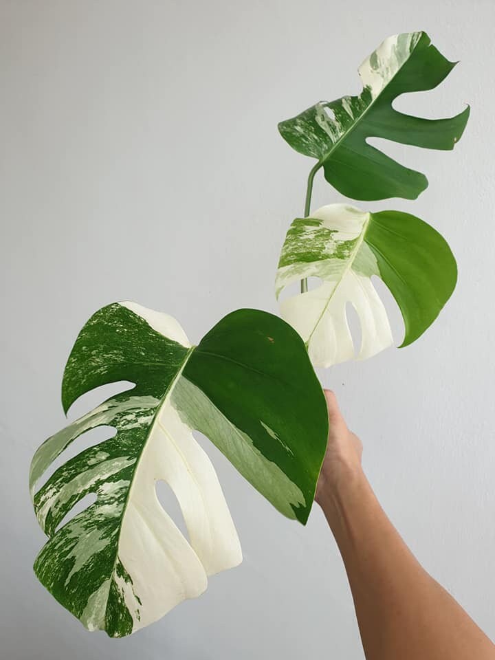 Monstera Albo Borsigiana White Tiger Variegated Plant Rooted Nodes ...
