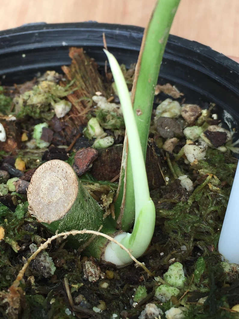 Rare Rhaphidophora Tetrasperma Albo Variegated Well Rooted Cutting ...