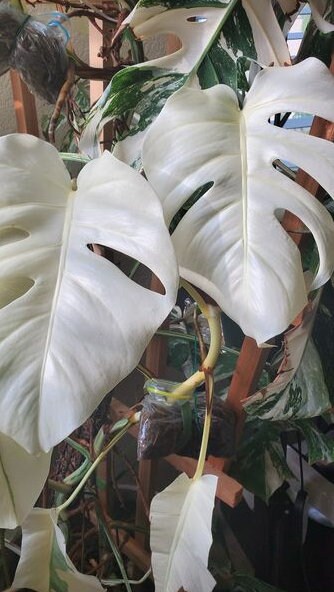 Monstera White Tiger Albo Highly Variegated Rooted Nodes Top Rare ...