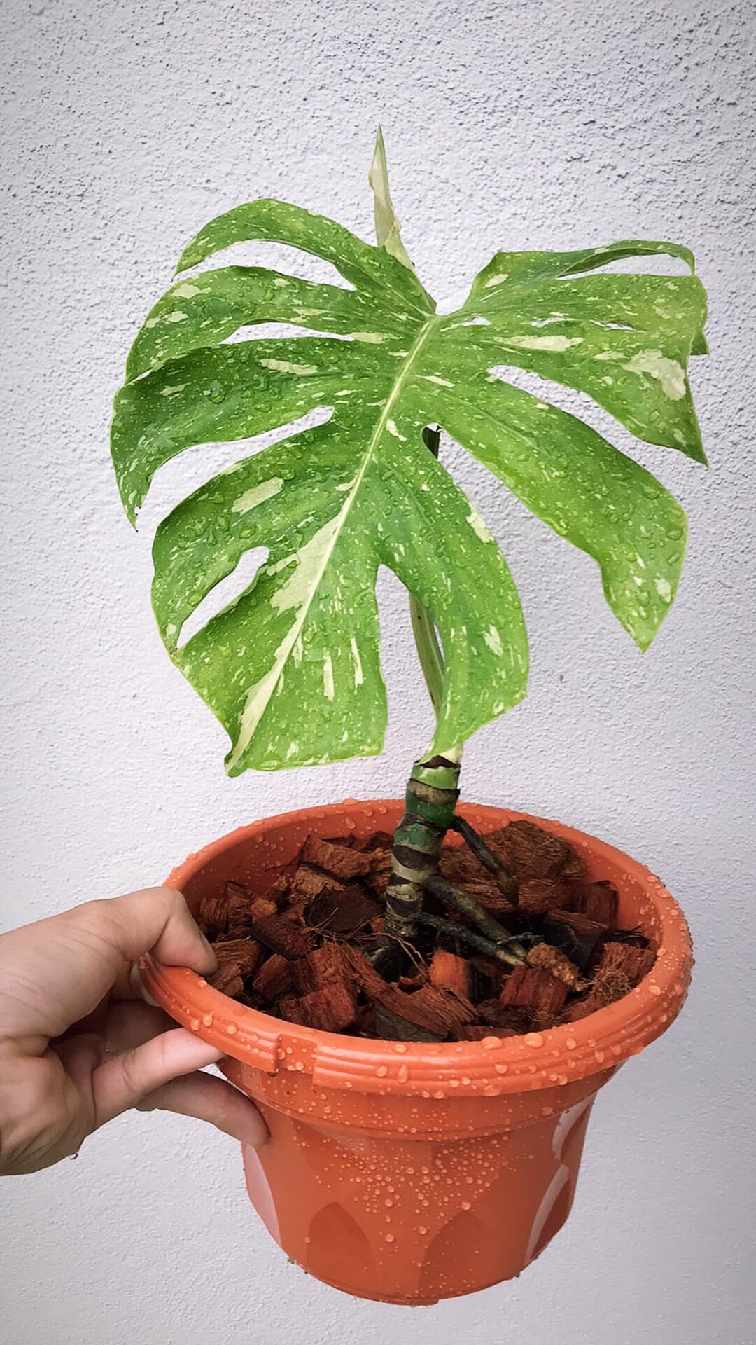 Monstera Thai Constellation Plante de bonsaï à racines panachées Rare ...