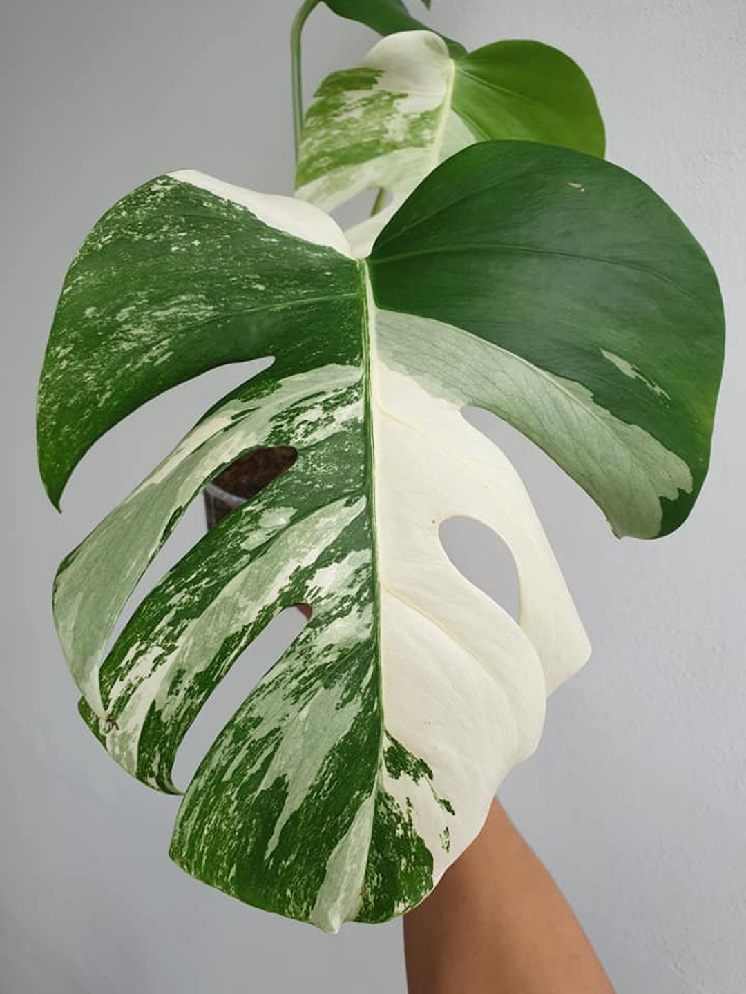 Monstera Albo Borsigiana White Tiger Variegated Plant Rooted Nodes ...