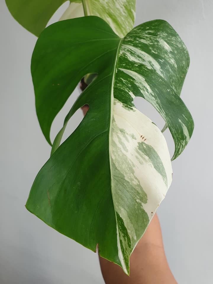 Monstera Albo Borsigiana White Tiger Variegated Plant Rooted Nodes ...