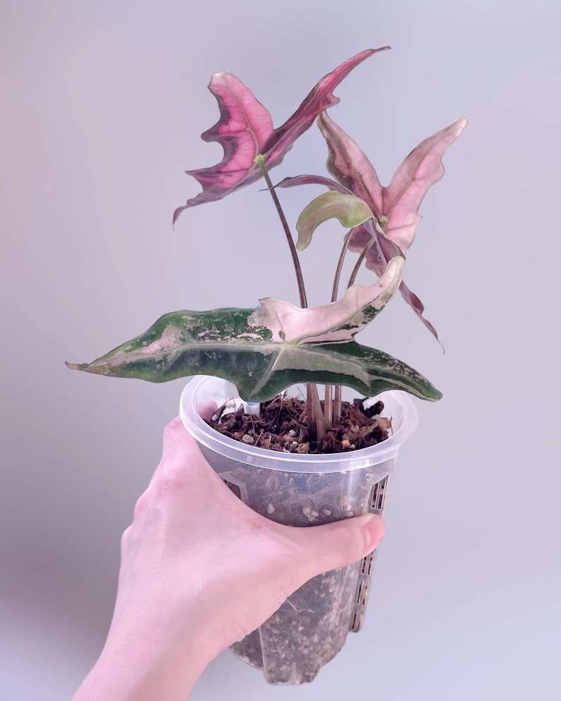 Variegated Alocasia Nobilis Pink Marble Well Rooted Starter Plants With ...
