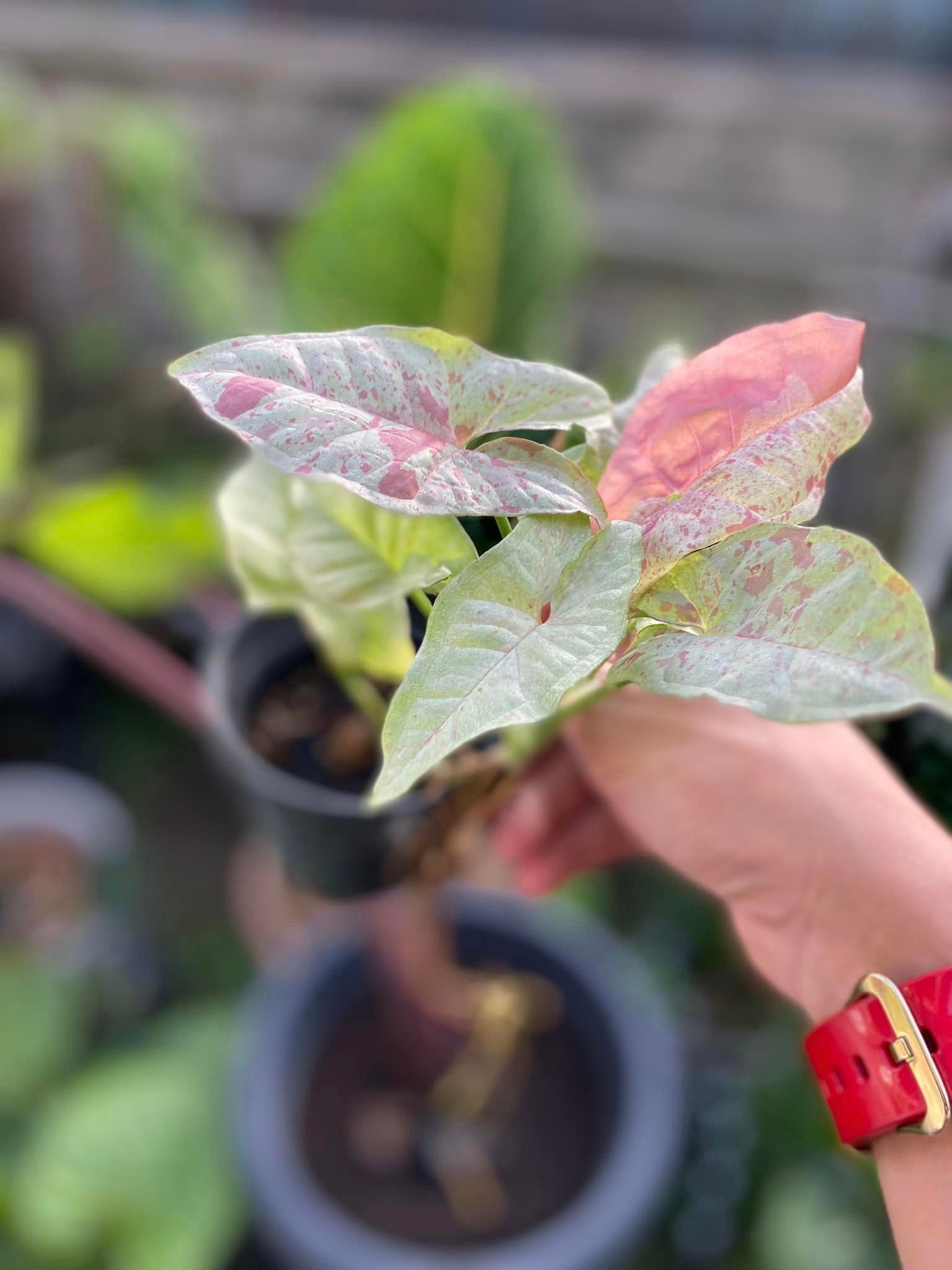 Rare Caladium Kaladie Seeds Monstra Tohum Plants Zaden Kaladie Plants ...